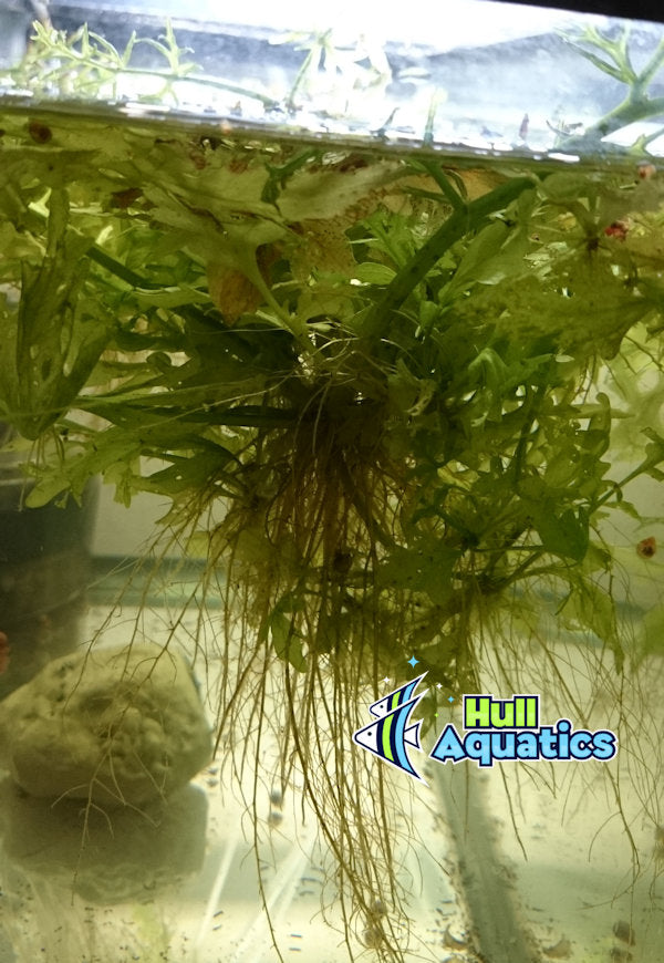 Water Sprite (Broad Leaf Variety) 16 oz portion - Hull Aquatics
