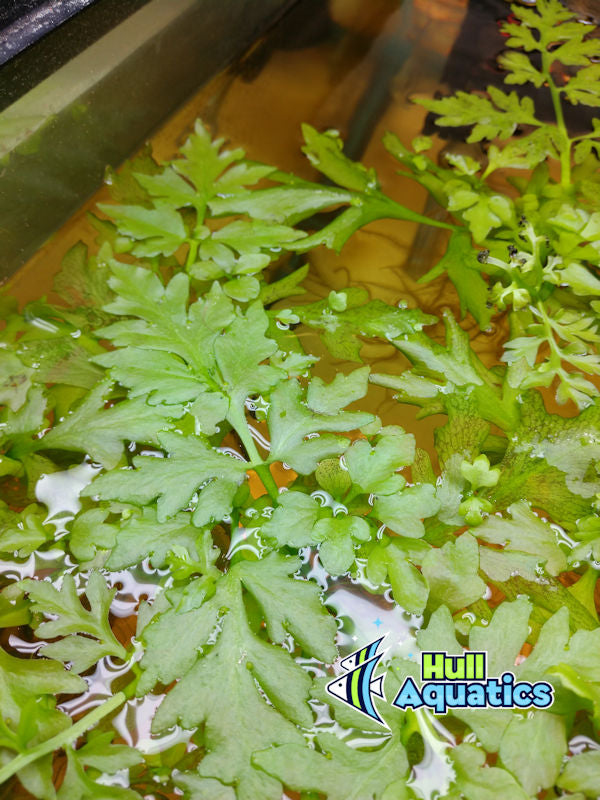 Water Sprite (Broad Leaf Variety) 16 oz portion - Hull Aquatics