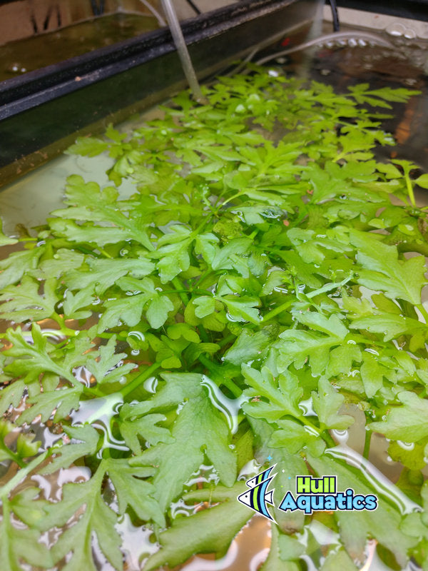 Water Sprite (Broad Leaf Variety) 16 oz portion - Hull Aquatics